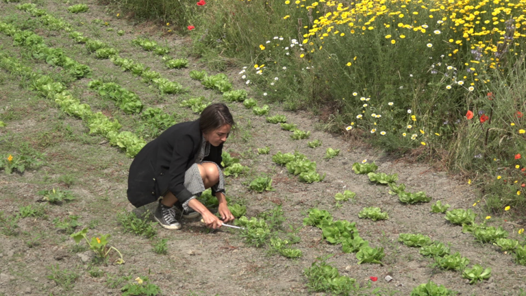 Voedselbos in Stompetoren volop in ontwikkeling: “Je kijkt anders naar ...